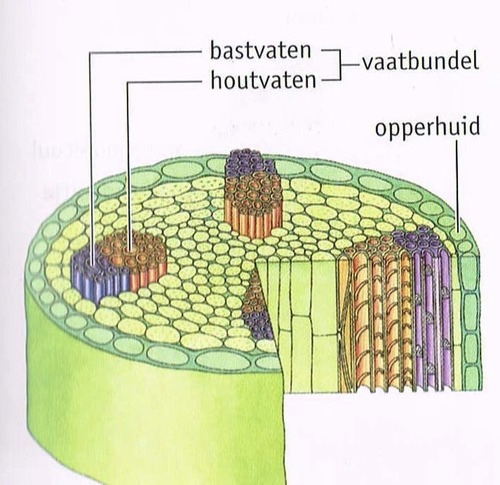 Planten en dieren en hun samenhang – Bleije, leren met een glimlach…